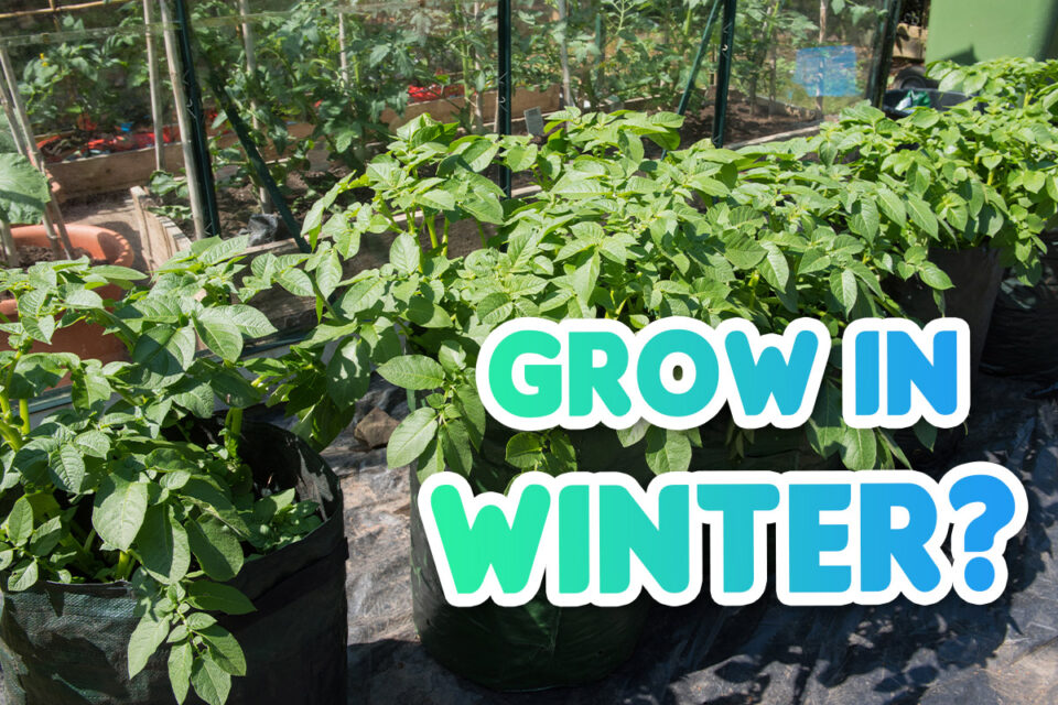 Can you grow potatoes in winter? - Patient Gardener
