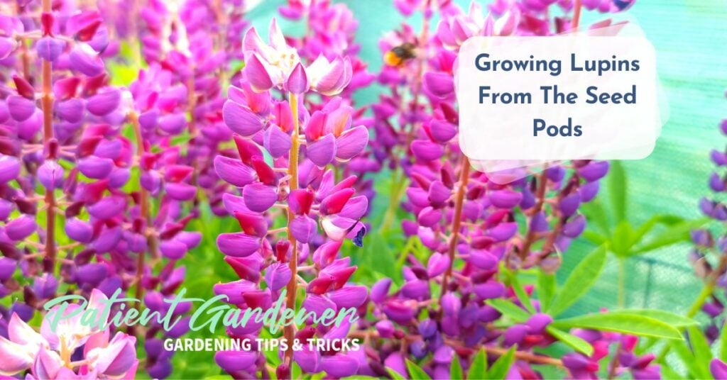 Can you grow lupins from the seed pods? (Step by step guide)