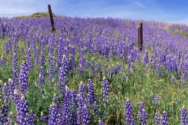 Can you grow lupins from the seed pods? (Step by step guide)