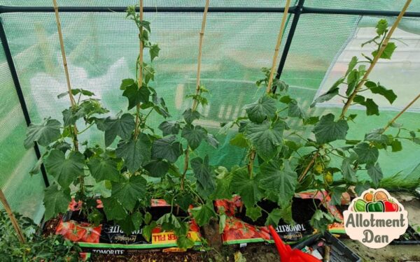 Common Cucumber Problems & How To Fix Them - Patient Gardener