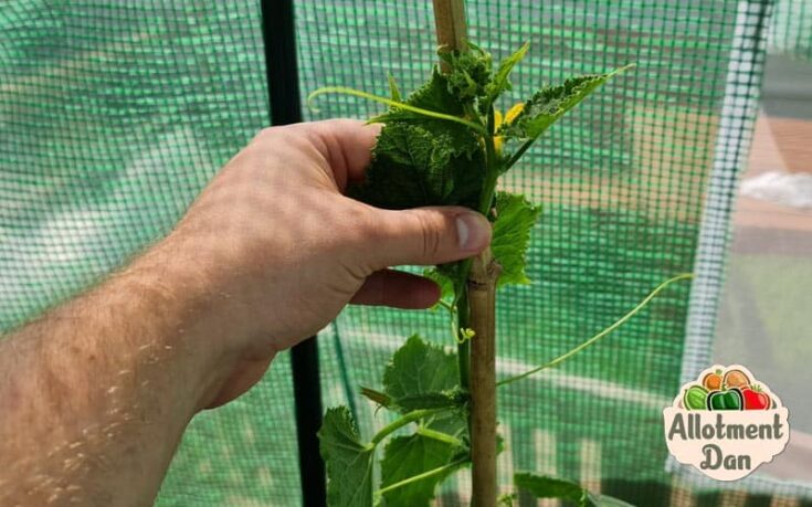 Male and Female Cucumber Flowers & How To Tell The Difference - Patient ...