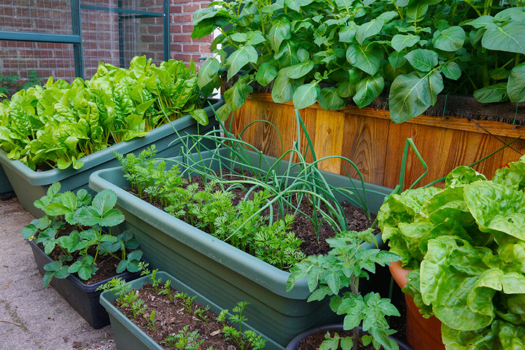 5 Vegetables You Can Grow in Pots on a Patio - Patient Gardener