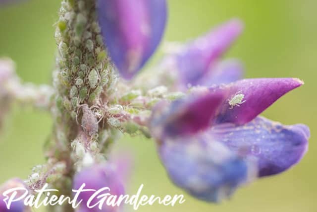 Common Lupin Problems (& How To Fix Them!) - Patient Gardener