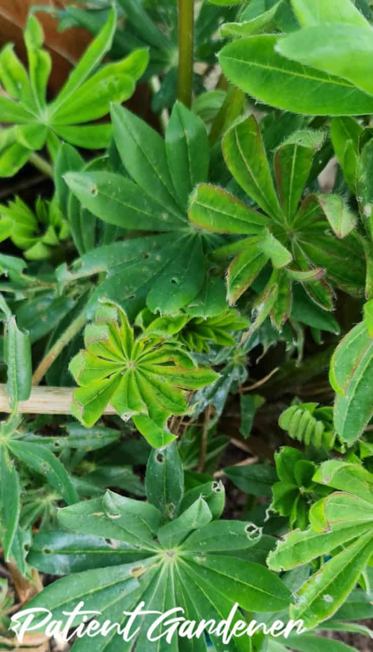 Common Lupin Problems (& How To Fix Them!) - Patient Gardener