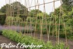 Support Ideas For Sweet Peas - Patient Gardener