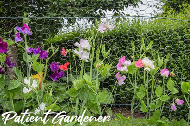 Growing Sweet Peas From Seed - My Full Guide - Patient Gardener