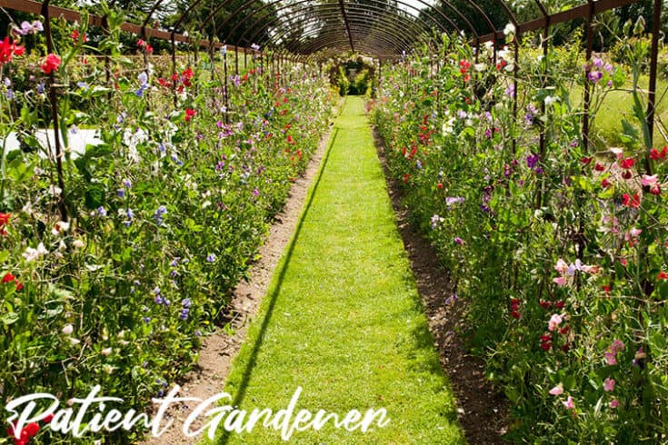 Growing Sweet Peas From Seed - My Full Guide - Patient Gardener