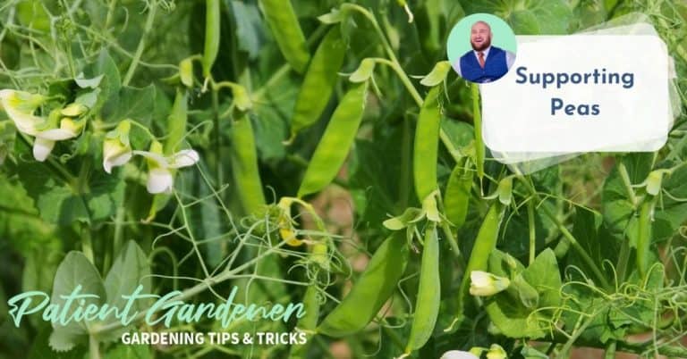 How to support peas when growing? - Patient Gardener