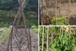 How to support peas when growing? - Patient Gardener