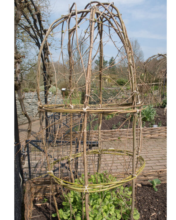 How to support peas when growing? - Patient Gardener