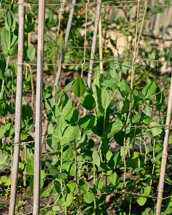 How to support peas when growing? - Patient Gardener