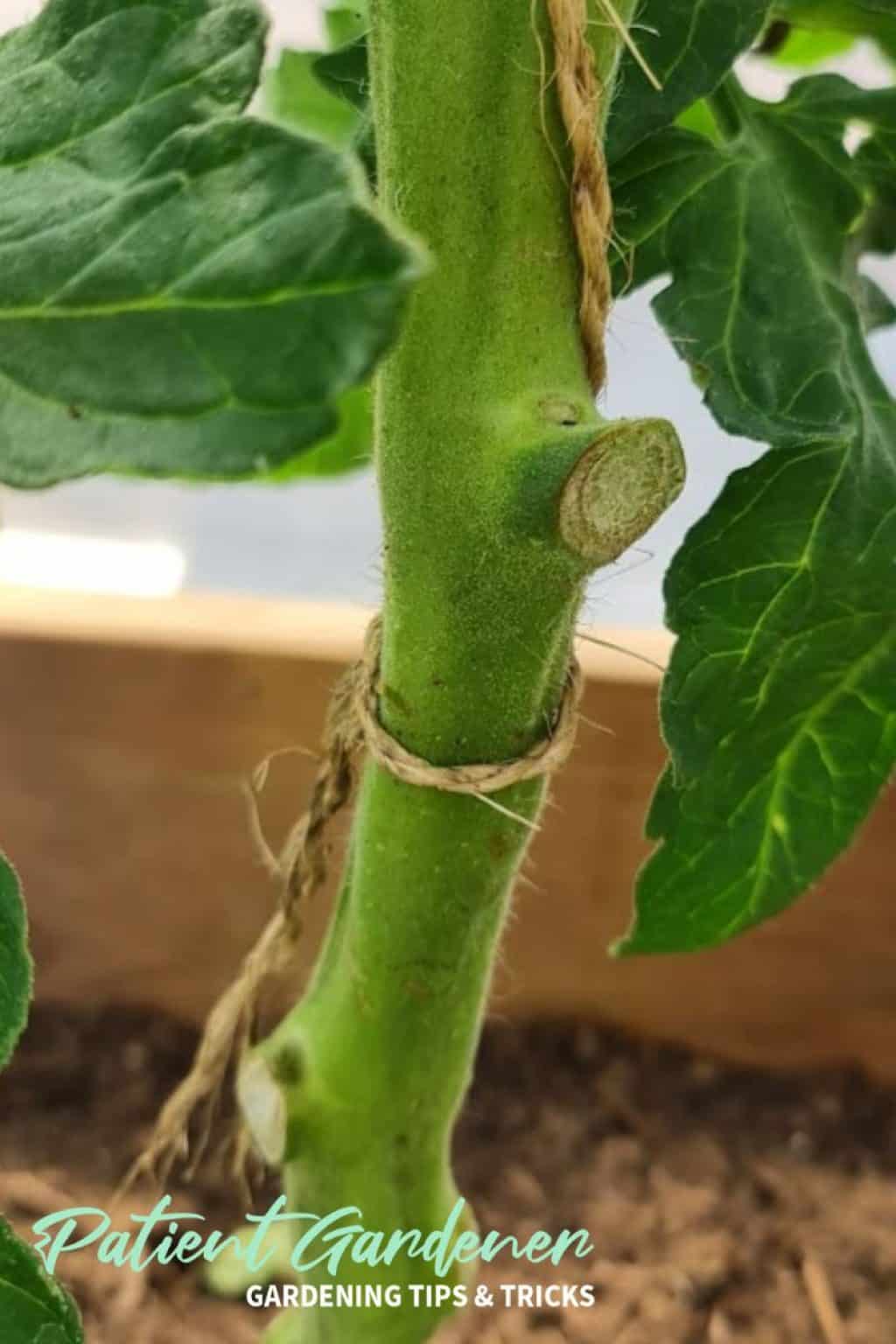 How to string grow tomatoes in a greenhouse - Patient Gardener