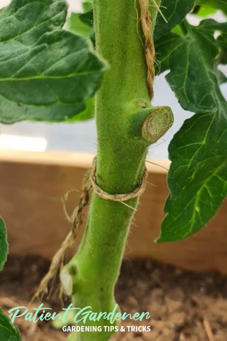 How to string grow tomatoes in a greenhouse - Patient Gardener