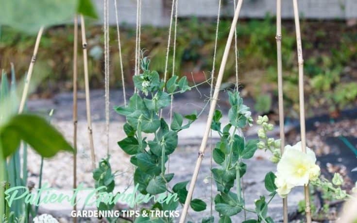 How to support peas when growing? - Patient Gardener