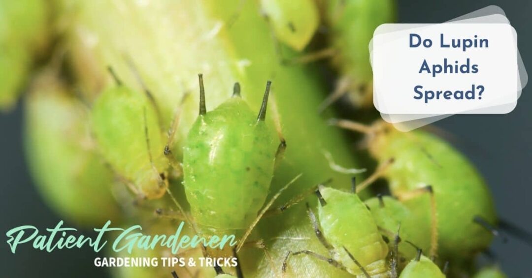 Common Lupin Problems (& How To Fix Them!) - Patient Gardener