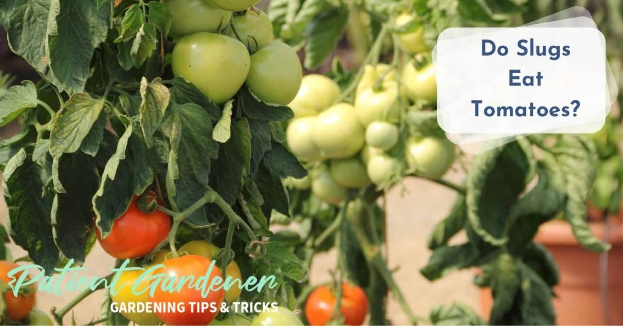 How To Properly Prune Tomatoes - Patient Gardener