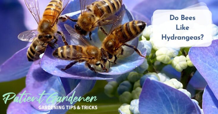 Do Bees Like Hydrangeas