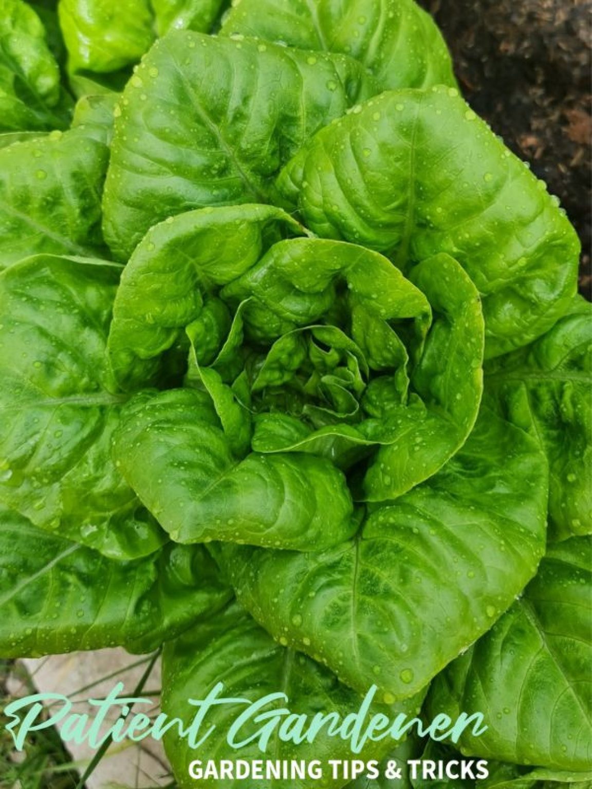 How To Harvest Lettuce - Patient Gardener