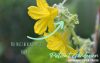 Male and Female Cucumber Flowers & How To Tell The Difference - Patient ...