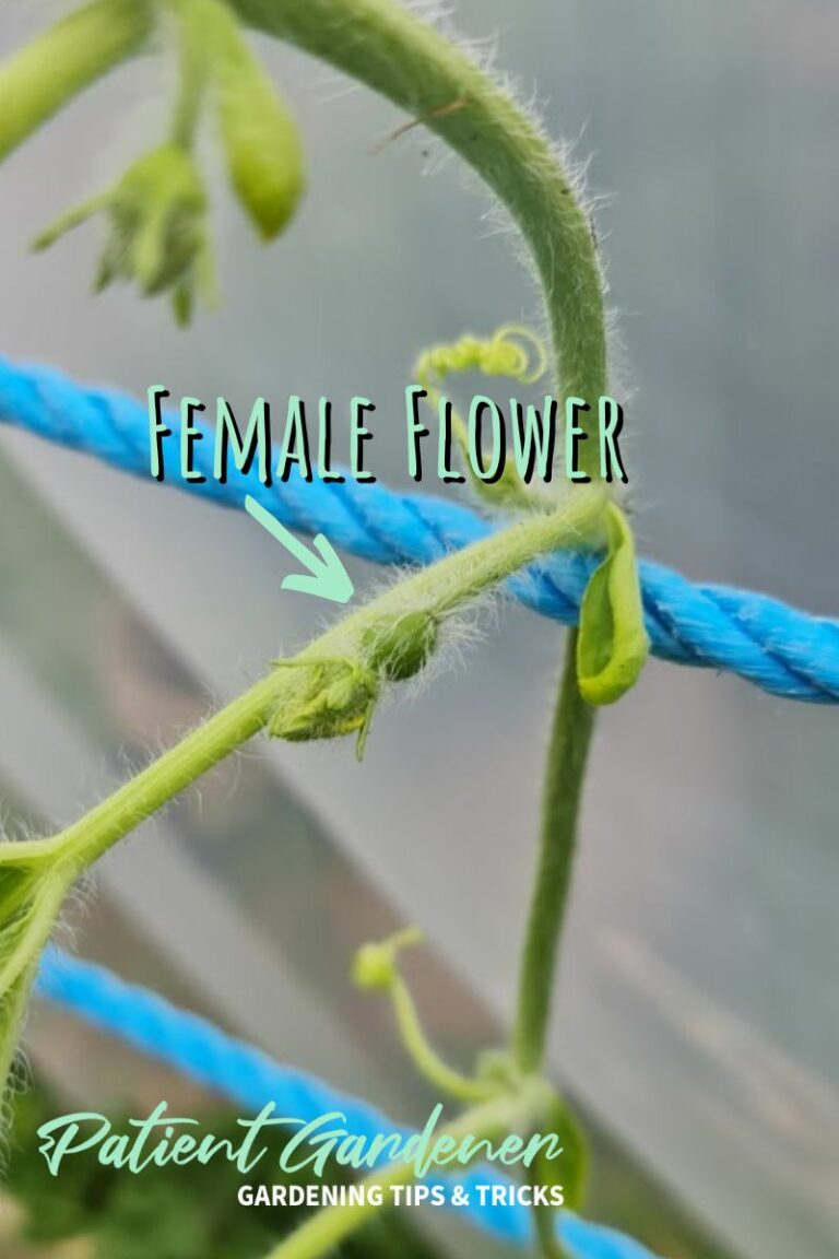 Growing Watermelons In The UK - Patient Gardener