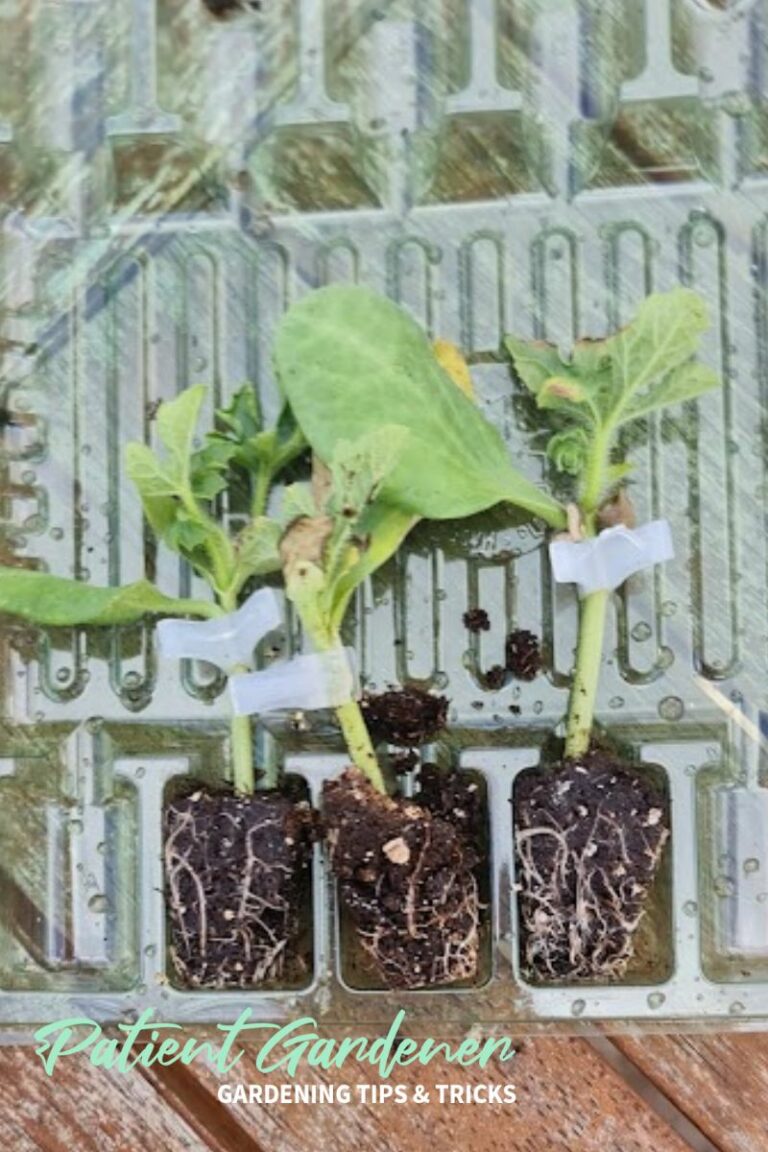 Growing Watermelons In The UK - Patient Gardener