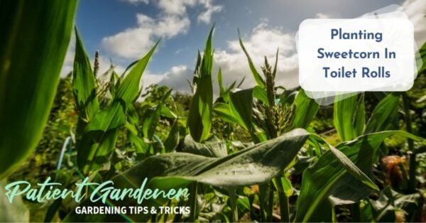 How To Tell If Your Sweetcorn Is Ready - Patient Gardener