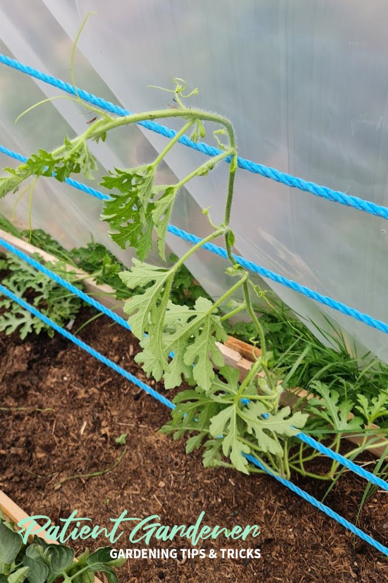 Growing Watermelons In The UK - Patient Gardener