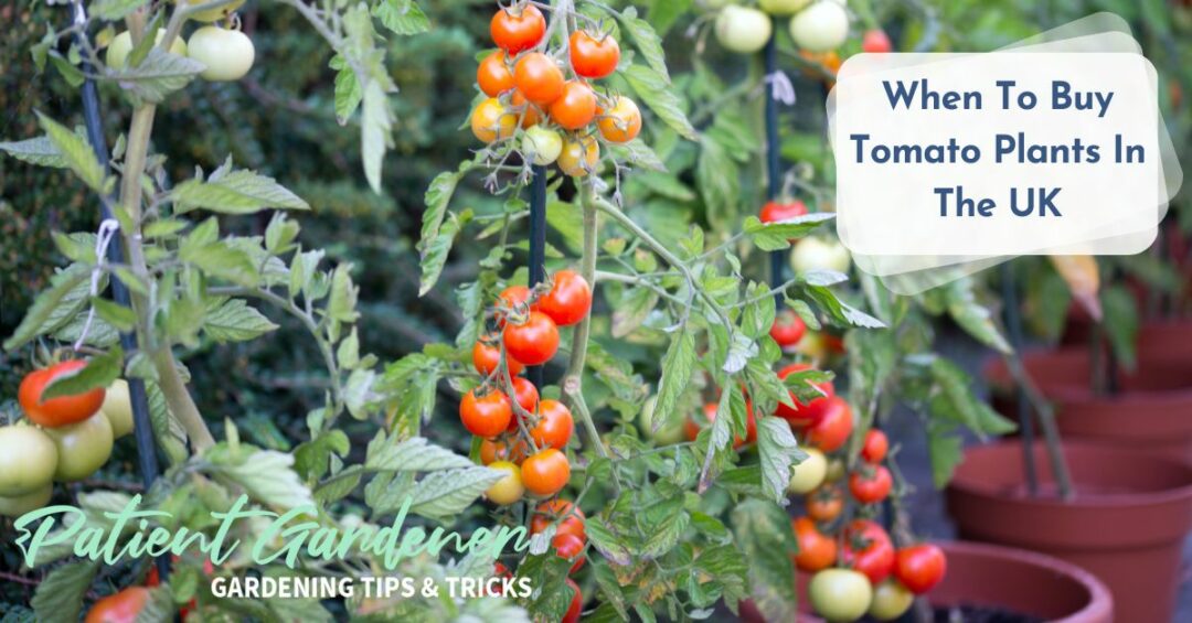 Feeding Tomatoes - My Complete Guide - Patient Gardener