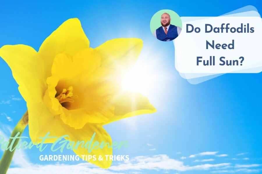 Patient Gardener | Gardening Tips, Tricks & Buying Guides