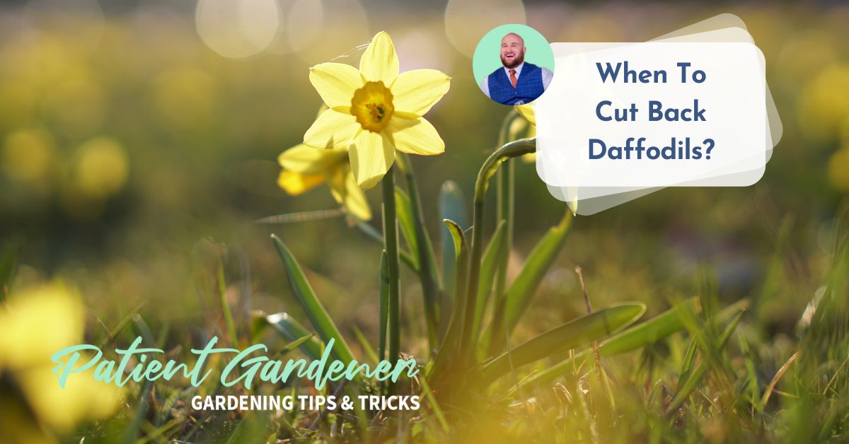 Daffodils - Patient Gardener