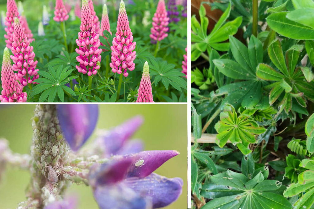 Common Lupin Problems (& How To Fix Them!) - Patient Gardener