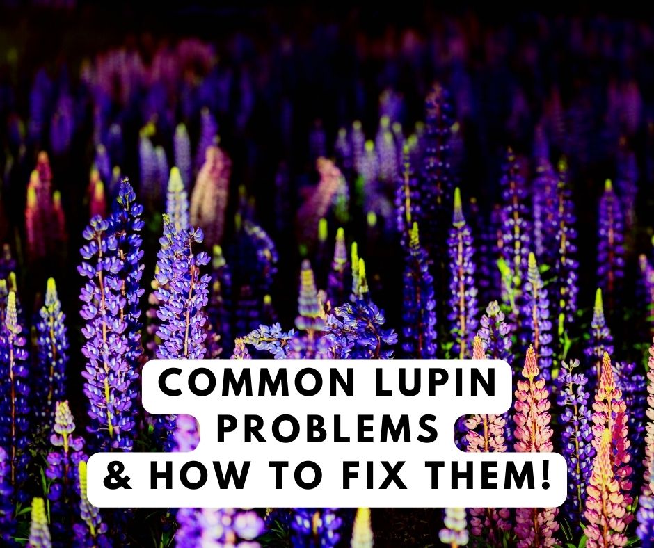Common Lupin Problems (& How To Fix Them!) - Patient Gardener