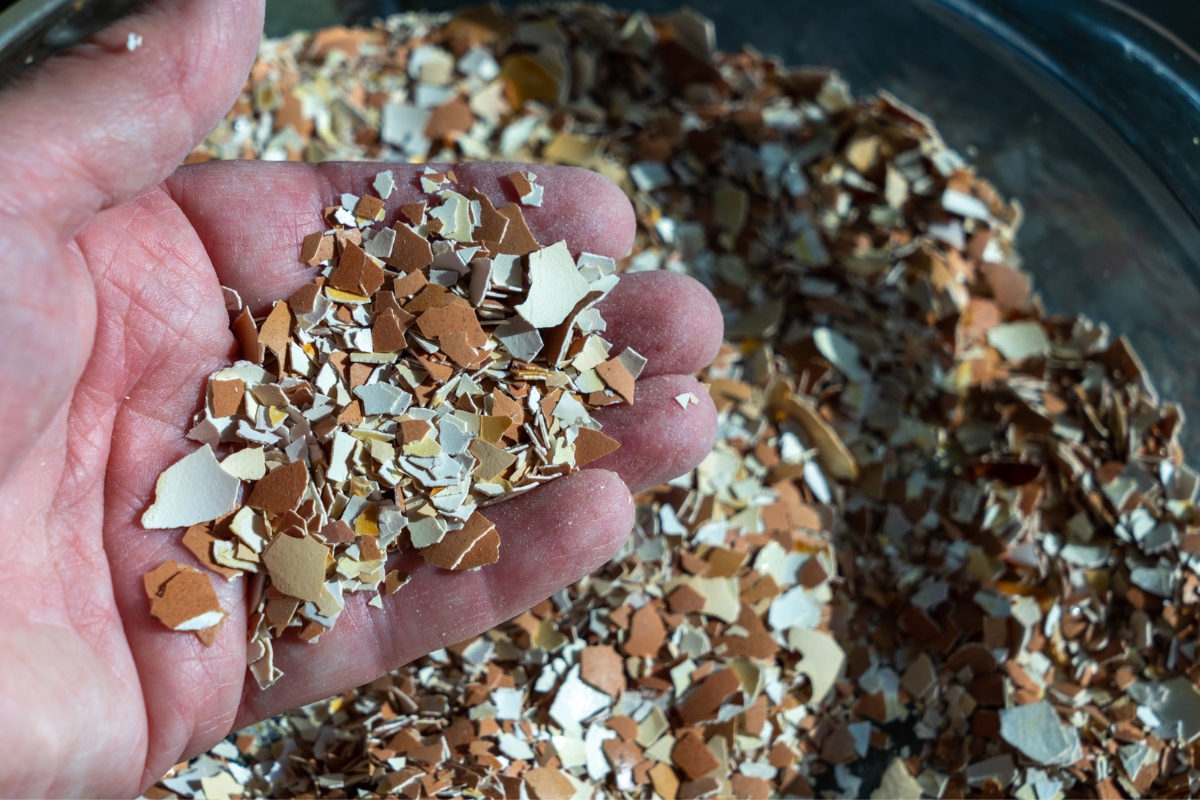 Great Uses For Eggshells In The Garden - Patient Gardener