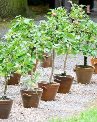 How To Grow Fruit Trees In Containers - Patient Gardener