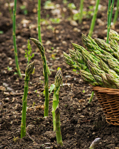 12 Big Value Crops To Save £100s! - Patient Gardener