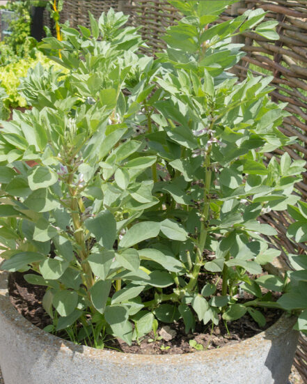 What Seeds To Sow In January - Patient Gardener