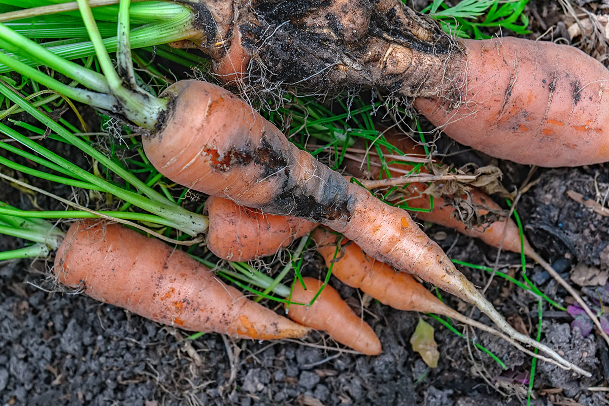 Common Carrot Problems (& How To Fix Them!) - Patient Gardener
