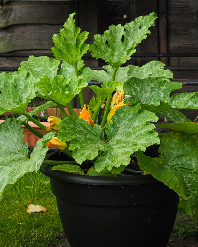 12 Fruits and Vegetables That Thrive In Containers - Patient Gardener