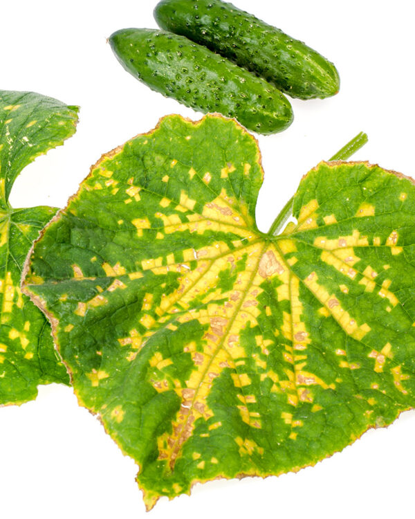 Common Cucumber Problems & How To Fix Them - Patient Gardener