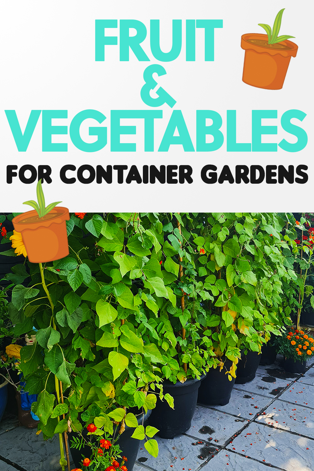 12 Fruits and Vegetables That Thrive In Containers - Patient Gardener