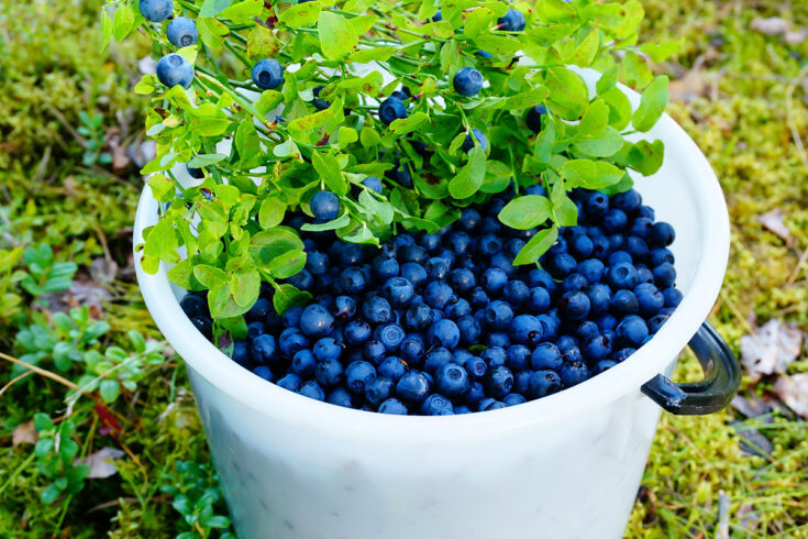 Grow Blueberries With My Step-By-Step Guide - Patient Gardener