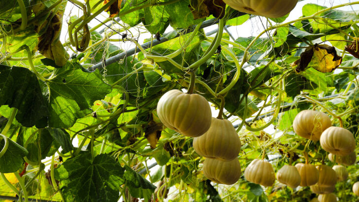 Grow Your Squash Vertically For Huge Harvests in a Small Space ...