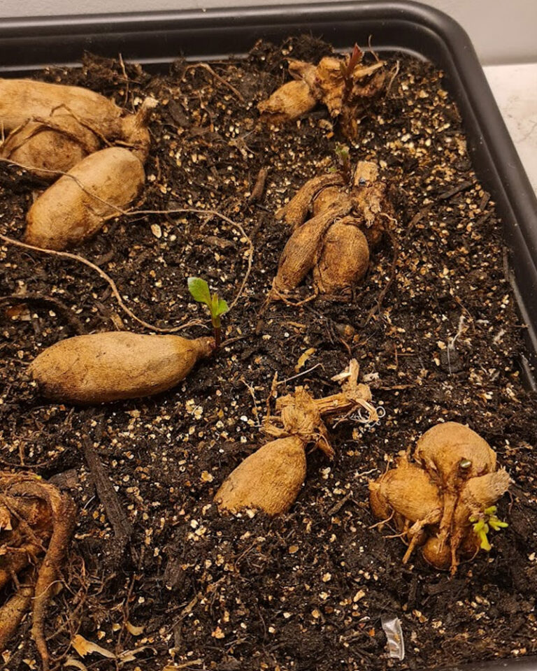 How To Take Dahlia Tuber Cuttings - Patient Gardener