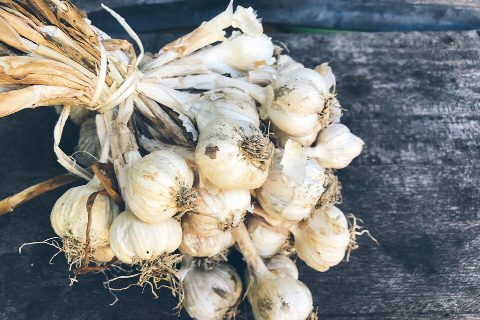 How To Plant Garlic - A Step-by-Step Guide - Patient Gardener