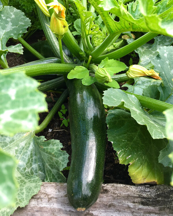 10 Crucial Mistakes To Avoid When Starting A Veg Garden - Patient Gardener