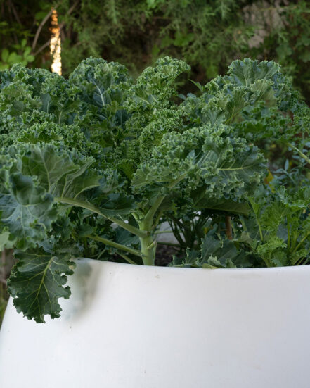 12 Fruits and Vegetables That Thrive In Containers - Patient Gardener
