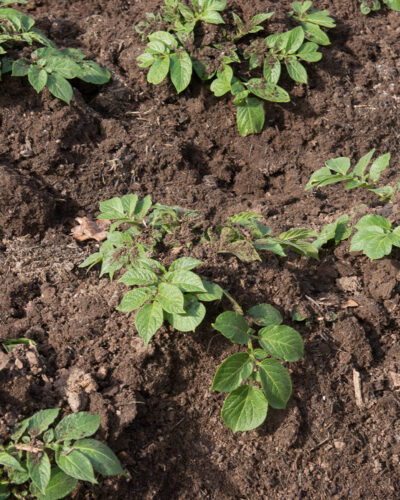 How To Grow Potatoes - Patient Gardener