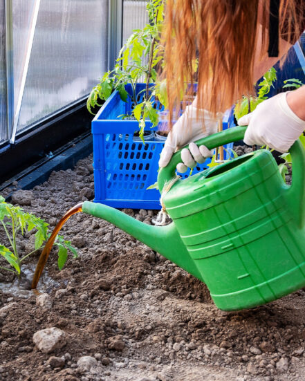 Feeding Tomatoes - My Complete Guide - Patient Gardener