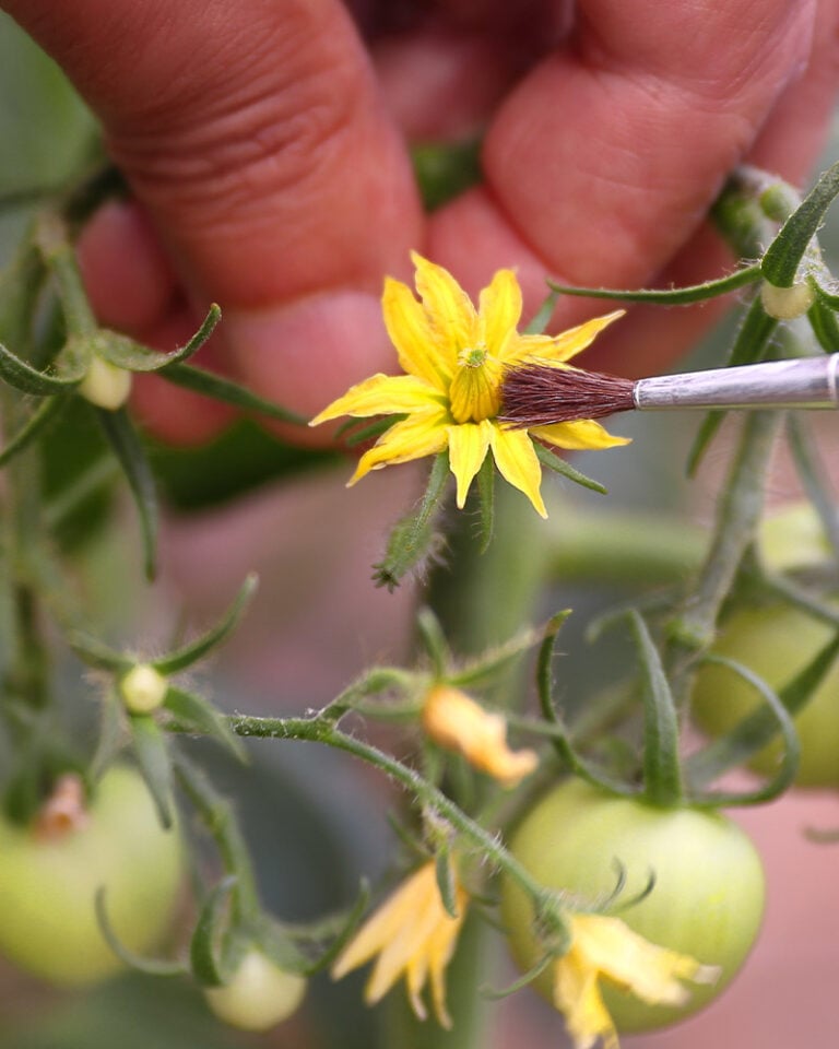 How To Get All Of Your Tomato Flowers To Turn To Fruit! - Patient Gardener