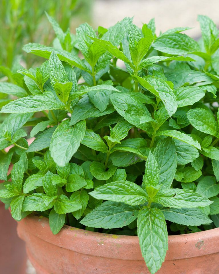 10 Perennial Herbs You Should Grow! - Patient Gardener